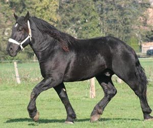 Etalon percheron noir : Stan